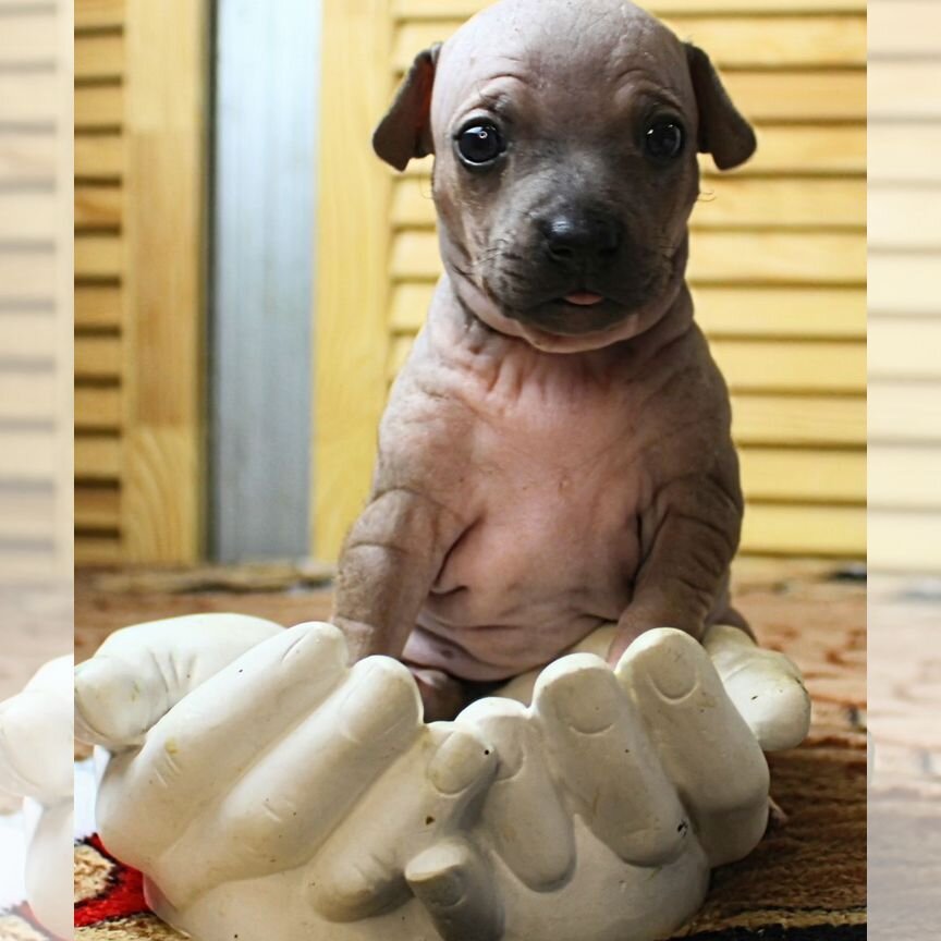 Американский голый терьер щенок