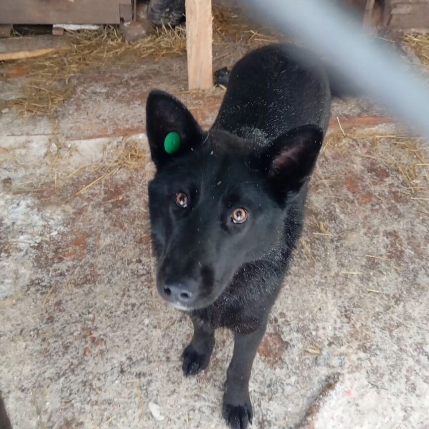 Взрослый пёс в добрые руки