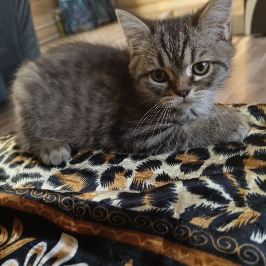 Котята