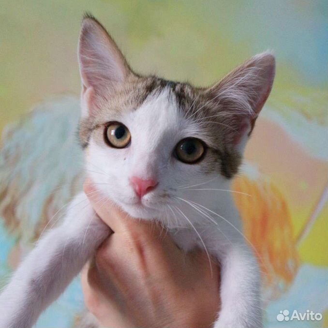 Котенок Бублик ищет семью.,3 месяца