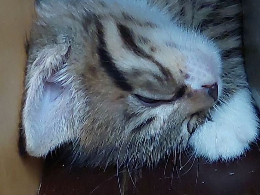 Котята в добрый дом