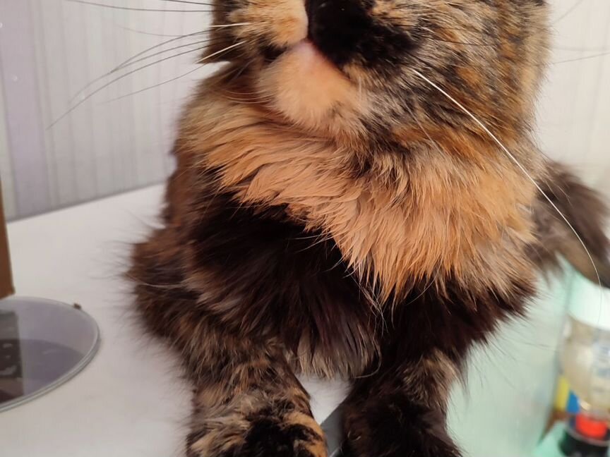 Кошка мейн-кун