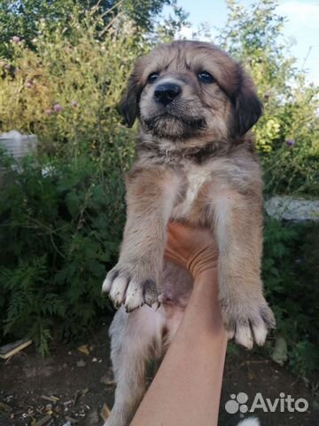 Щенок мальчик в добрые руки