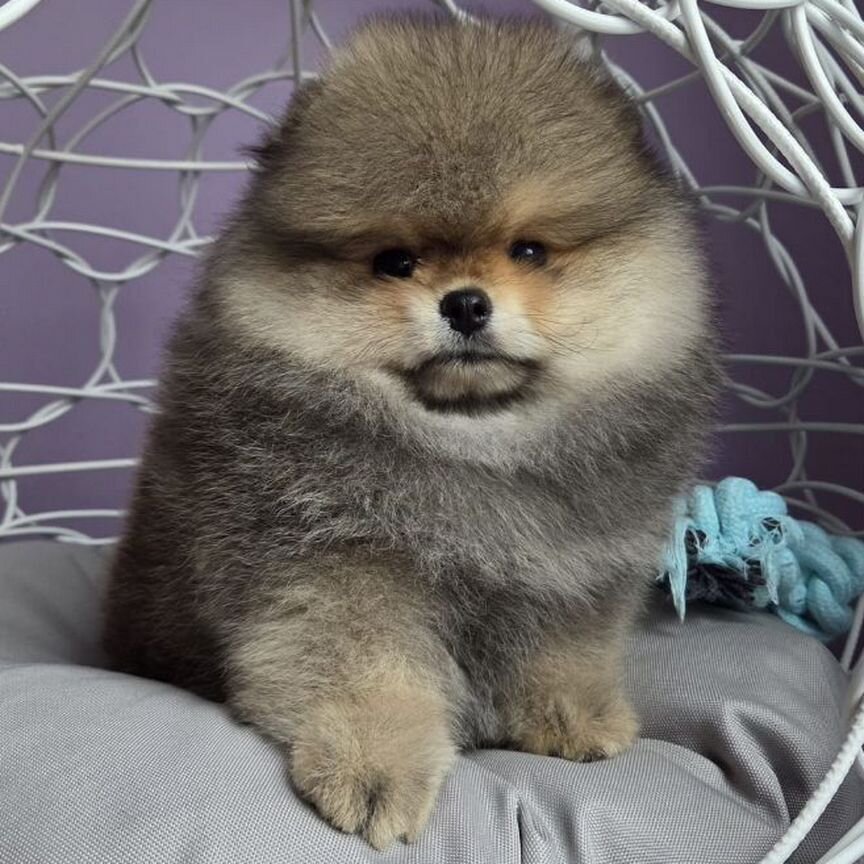 Померанский шпиц, щенок