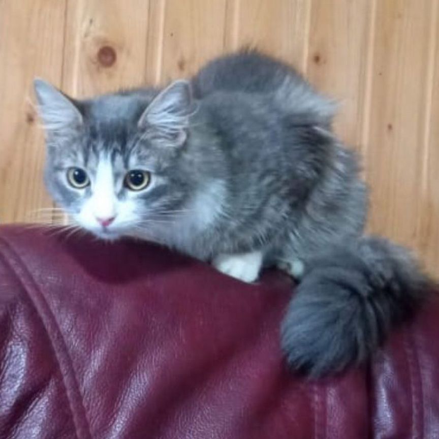 Молодая кошка Мира