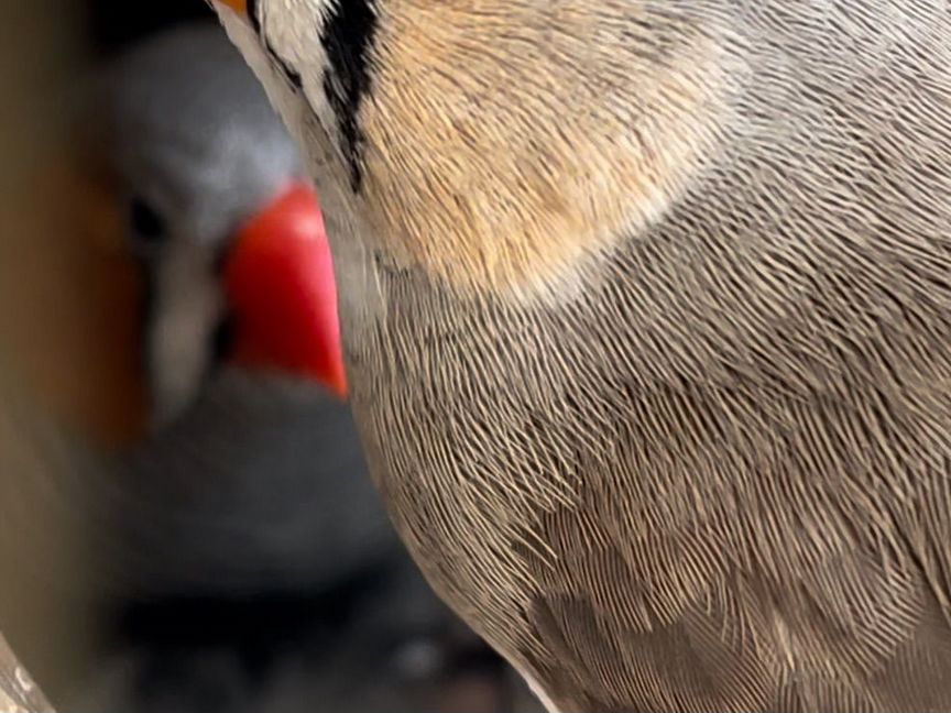 Зебровые амадины