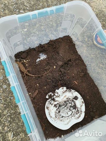 Ящерица обычная