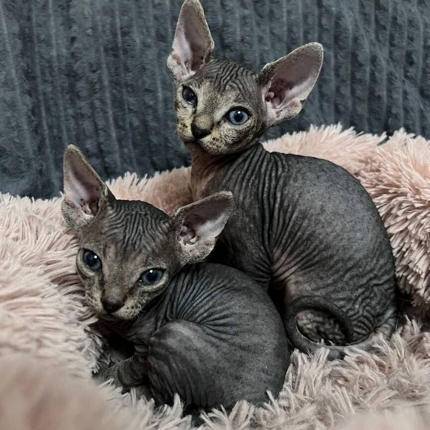 Донской сфинкс котёнок