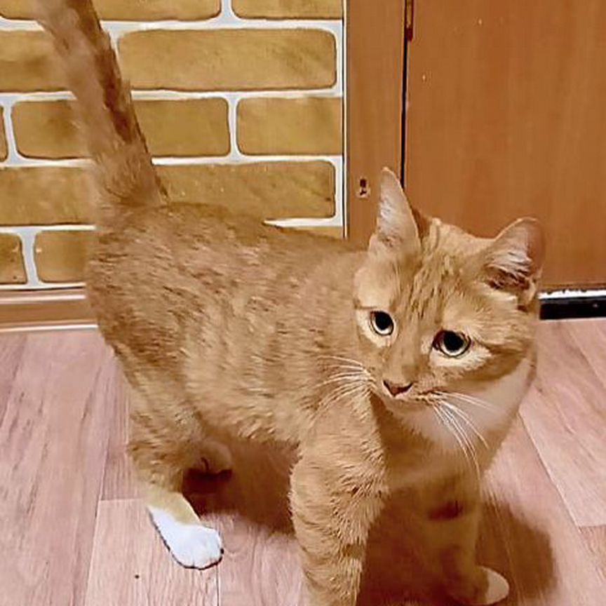 Кот молодой рыжий
