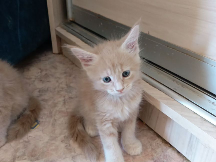 Котята мейн-кун