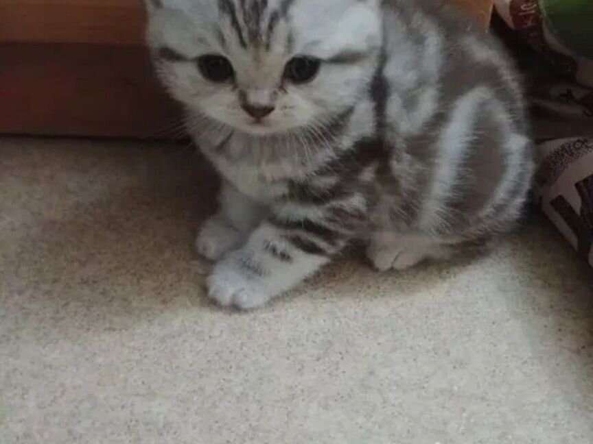 Шотландские котята