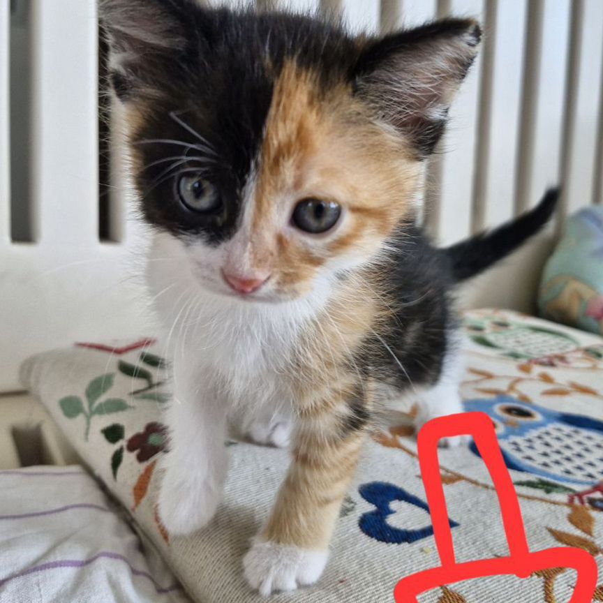 Котёнок в добрые руки