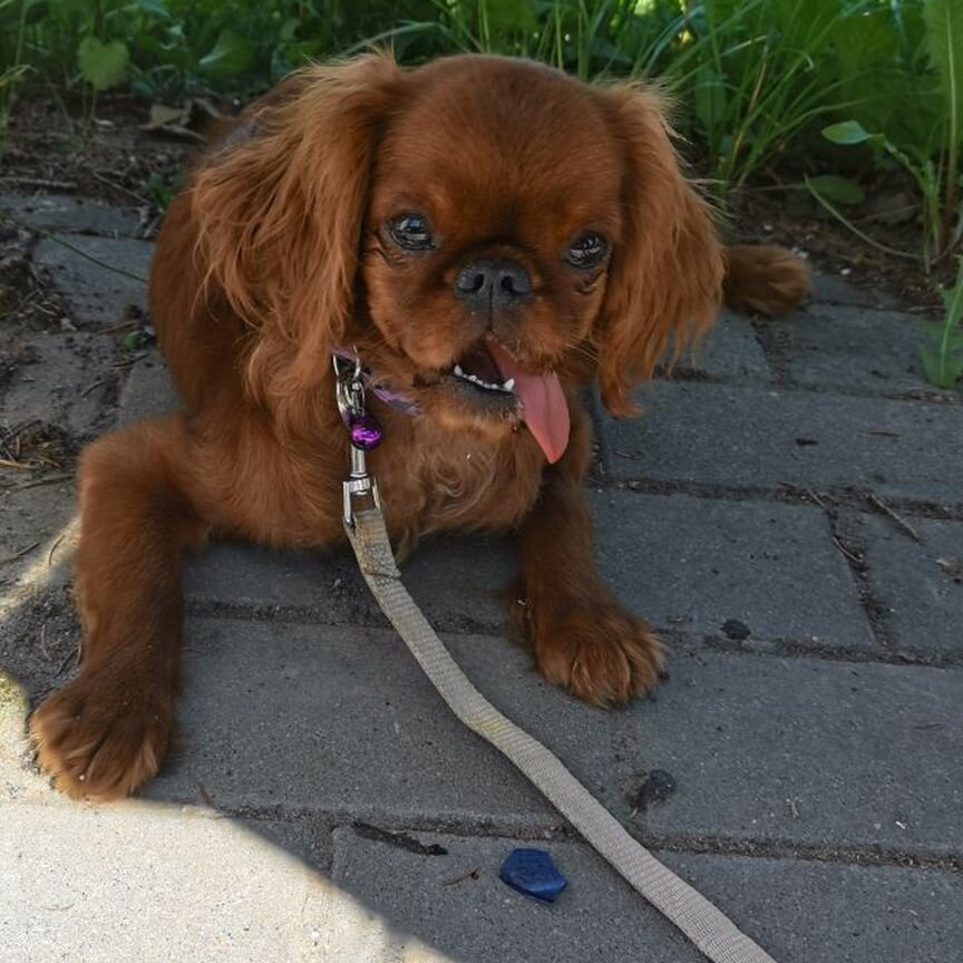 Кинг чарльз спаниель девочка