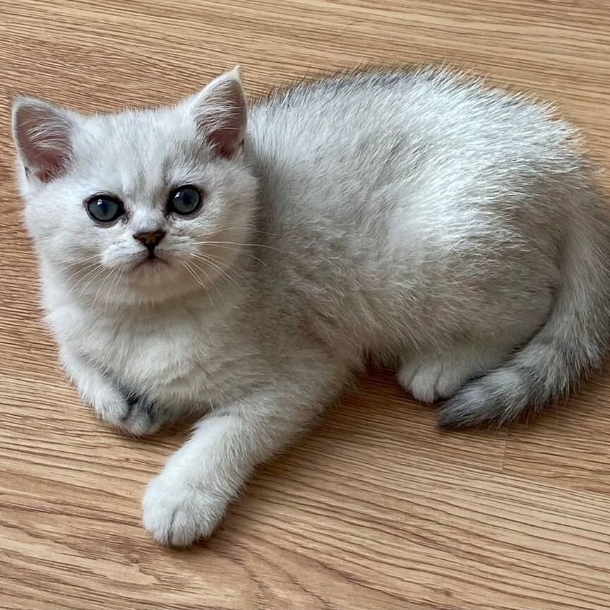 Котенок шотладская шиншилла, девочка