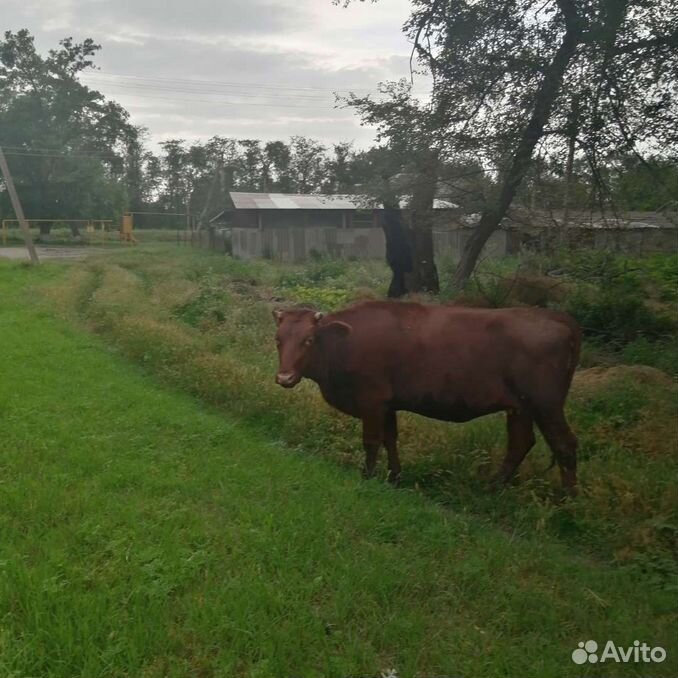 Коровы высокоудойные на молоко