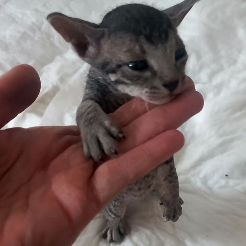 Донской сфинкс котёнок