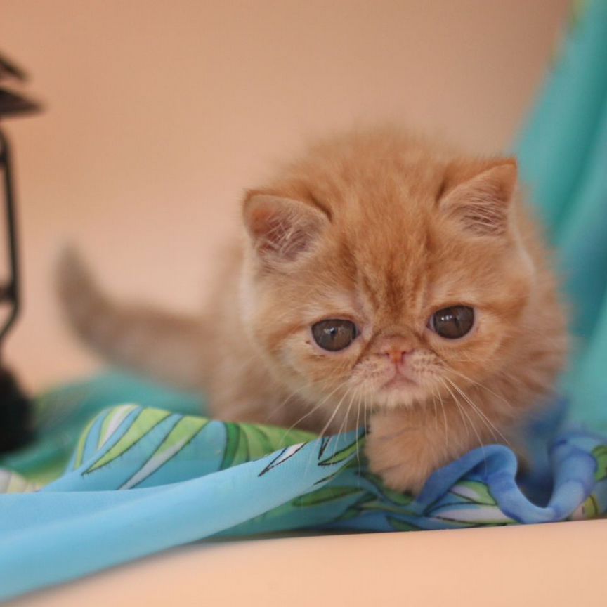 Кошечка экзотка
