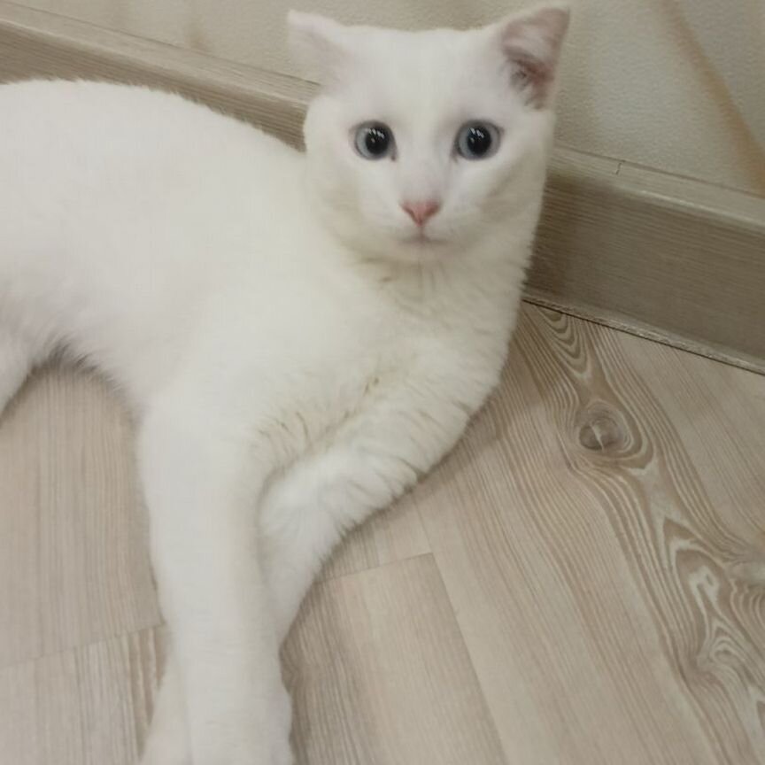 Котенок 7 месяцев