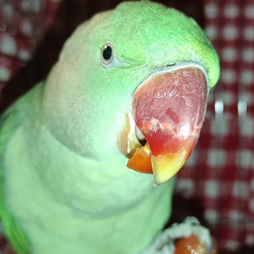 Александрийский попугай