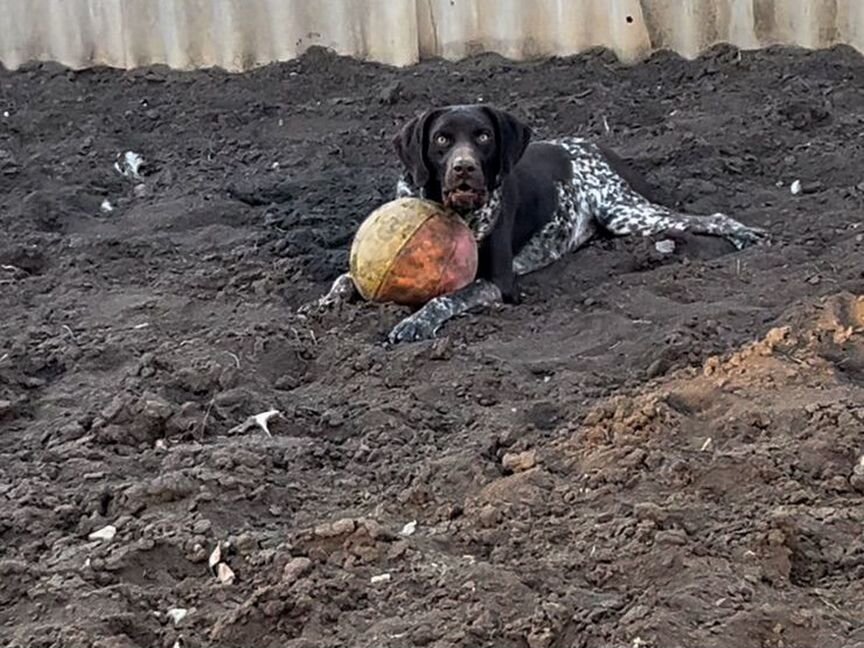 Курцхар вязка