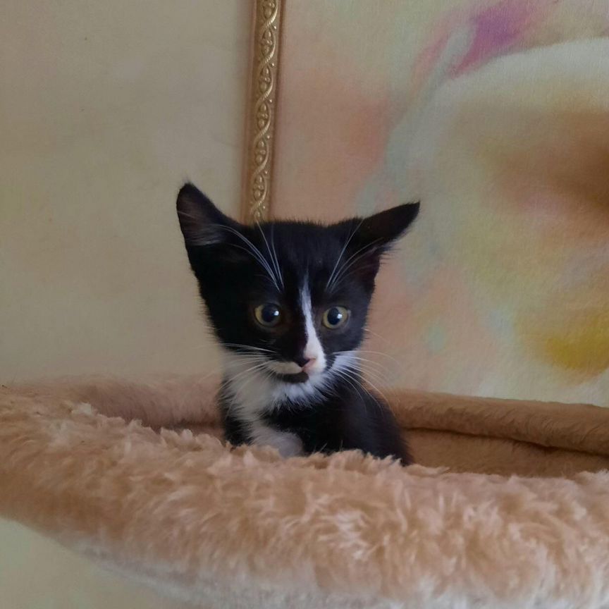 Котятки в Заботливые руки (два мальчика, 2мес.)