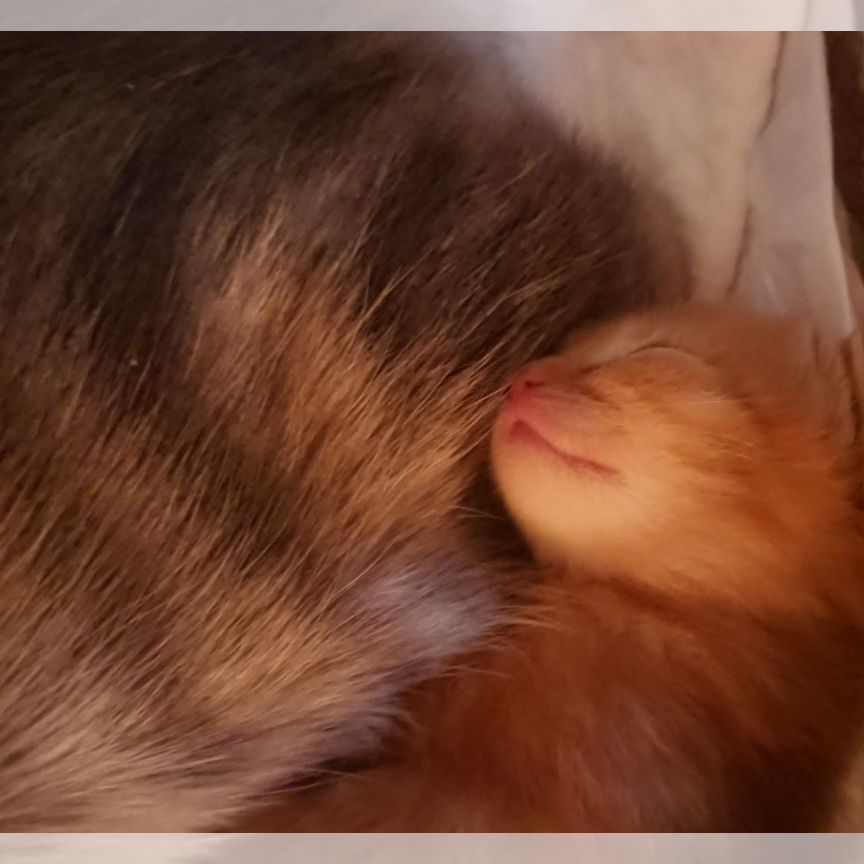 Котёнок