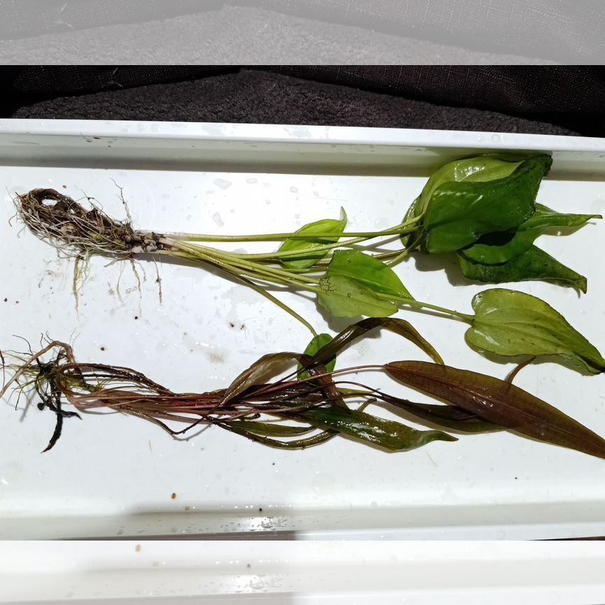 Аквариумное растение