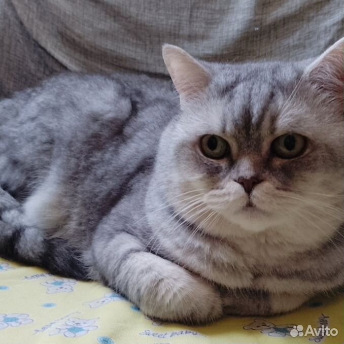 Кот скоттиш-страйт в добрые руки