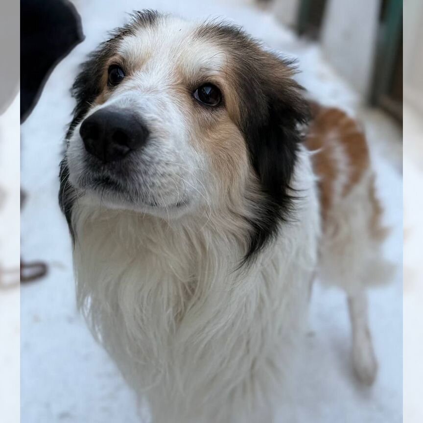 Взрослый пёс в добрые руки