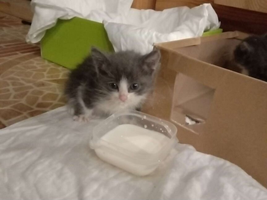 Котенок