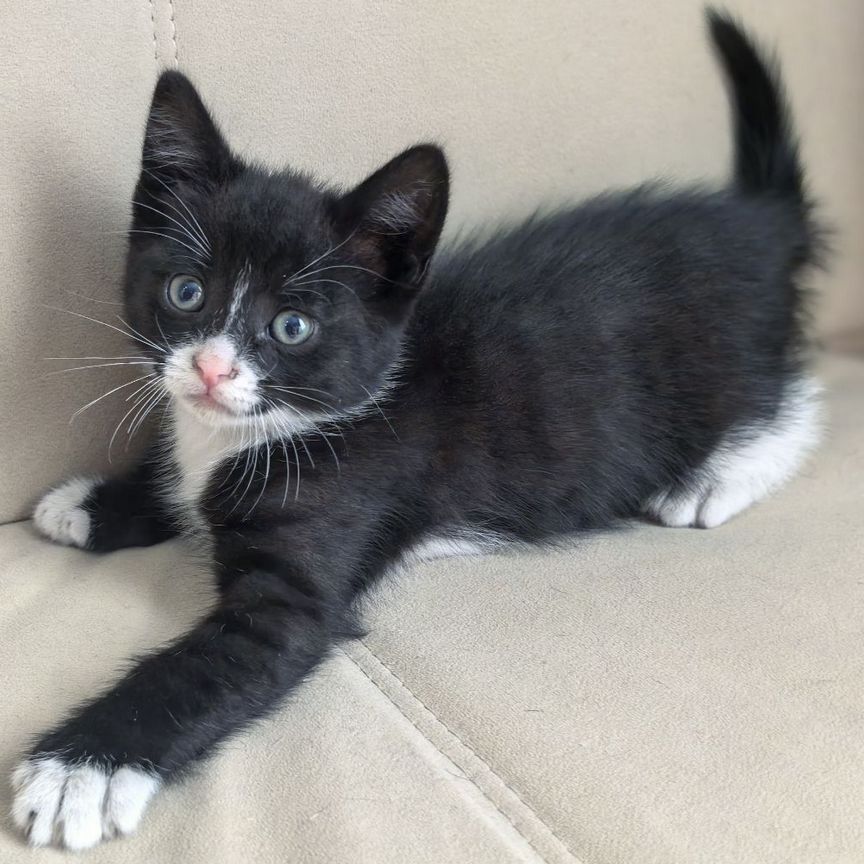 Котёнок в добрые руки