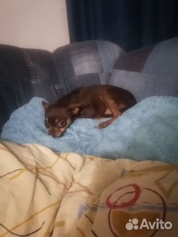 Ищем жениха