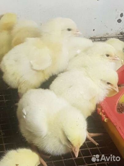 Цыплята чешский бройлер Кобб500 Росс308