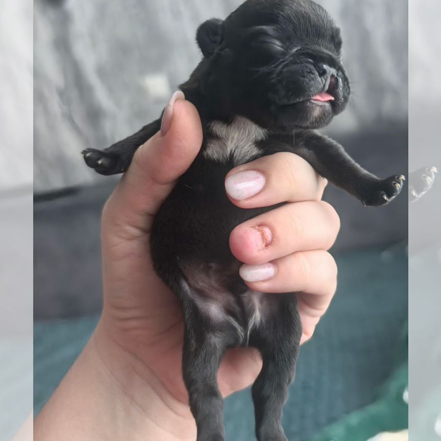 Французский бульдог, щенок