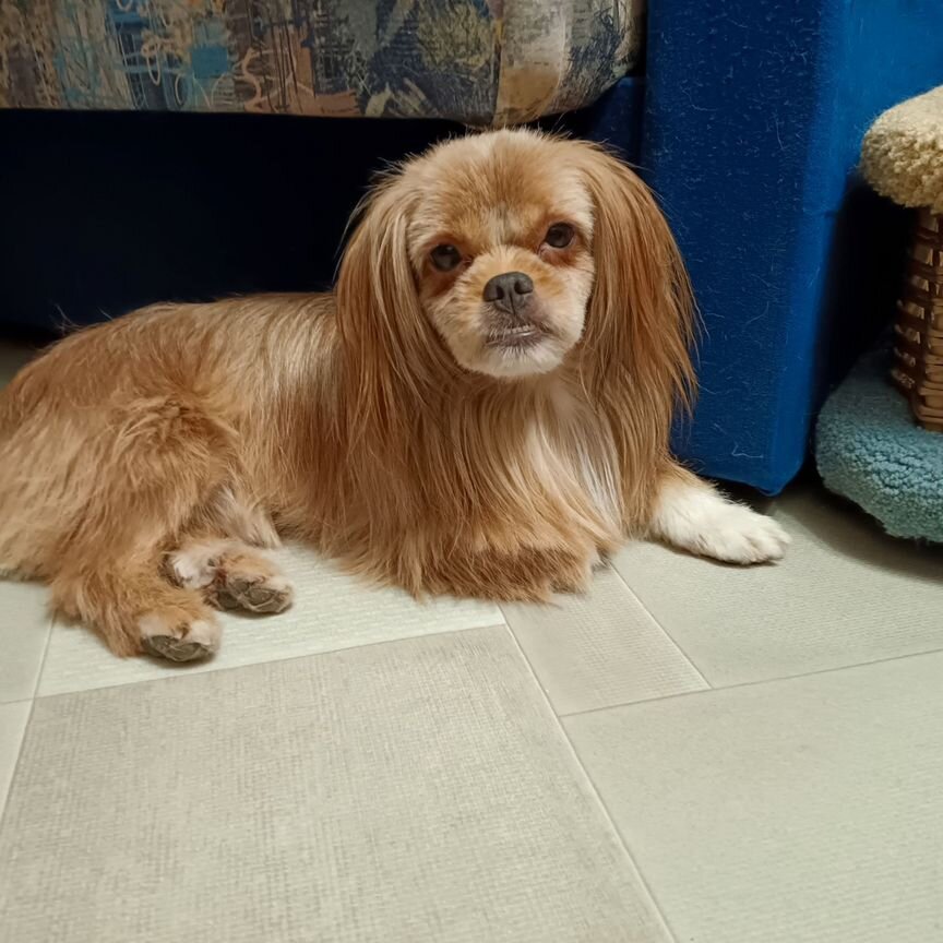 Маленькая собачка в добрые ручки