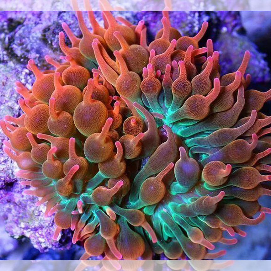 Отдам актинию квадркалор