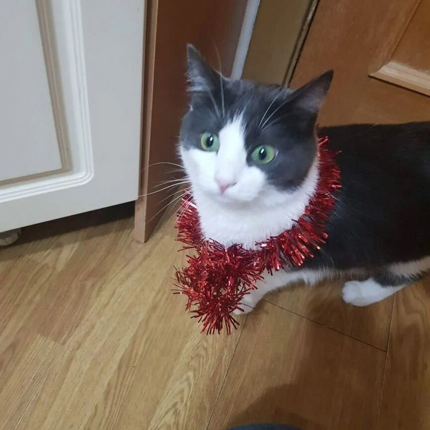 Отдам бесплатно кота