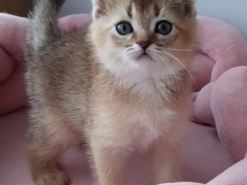 Шотландские золотые шиншиллы котята