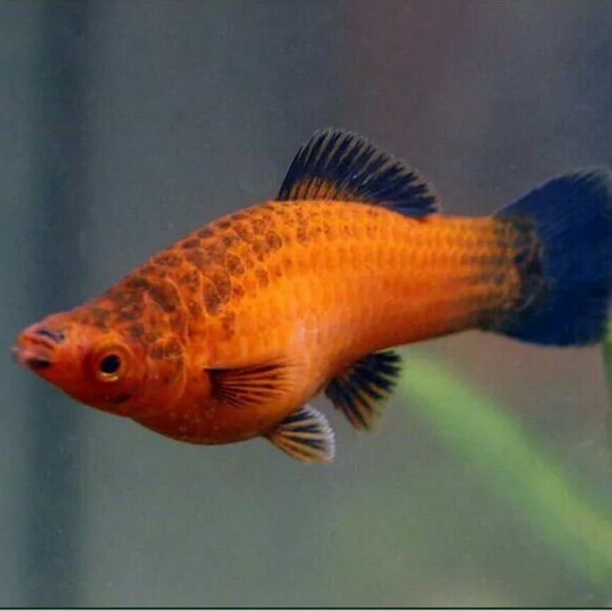 Меченосец самка