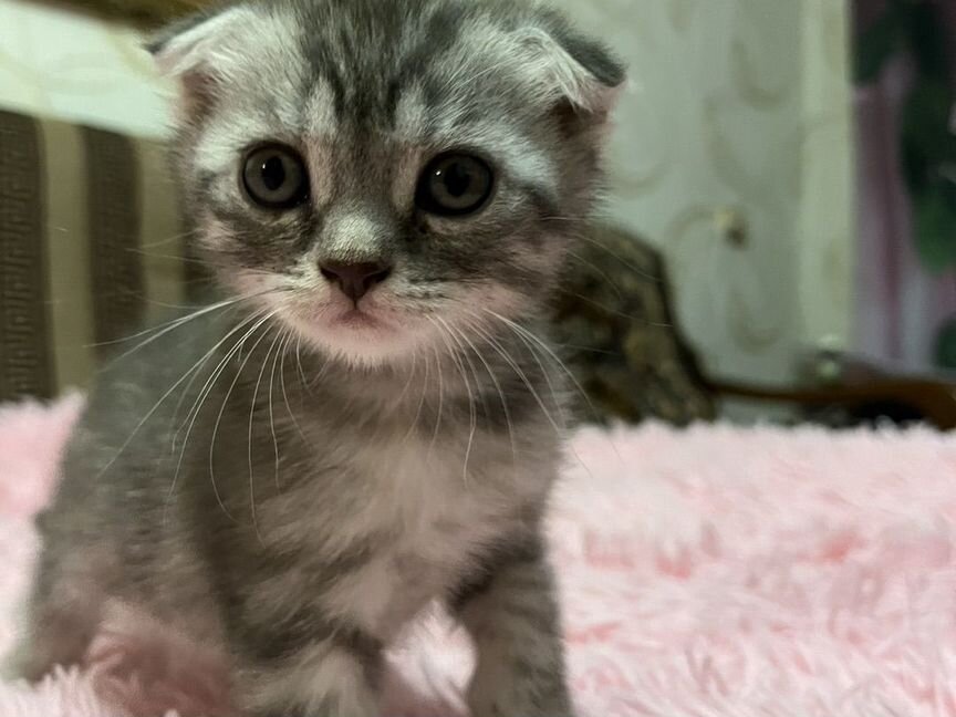 Шотладские вислоухие котята