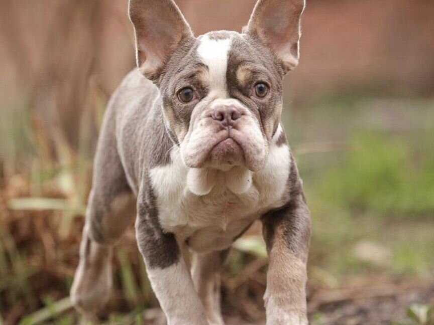 Французский бульдог, мальчик