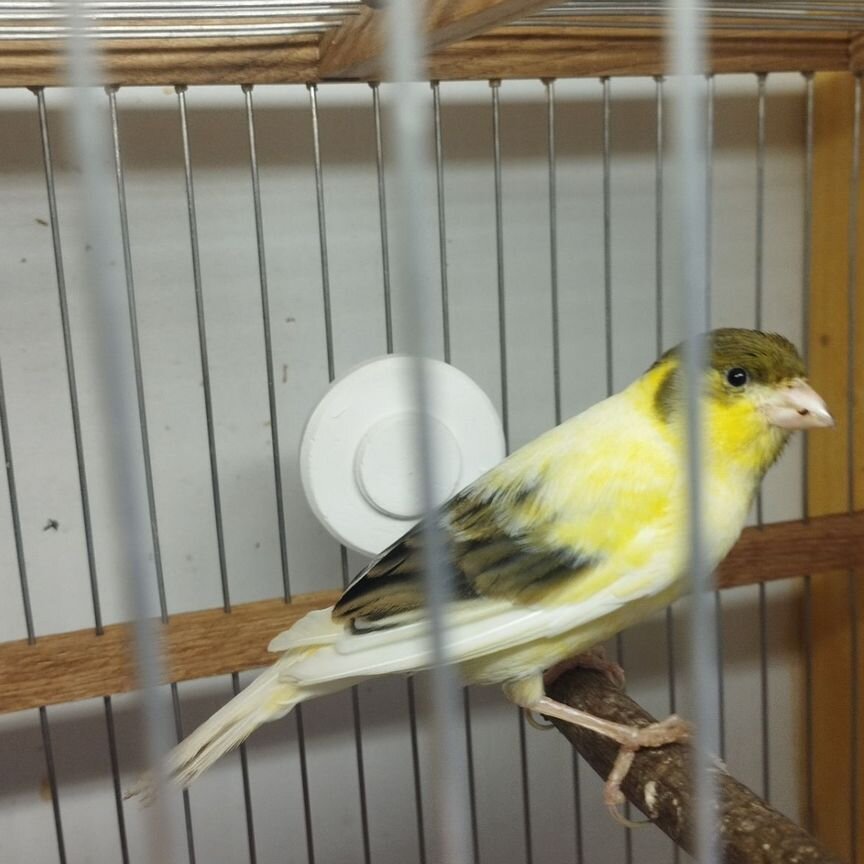 Кенара и канарейки