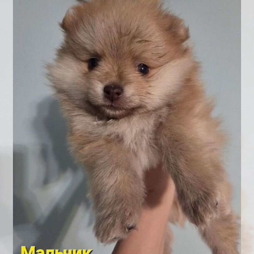Померанский шпиц, щенок