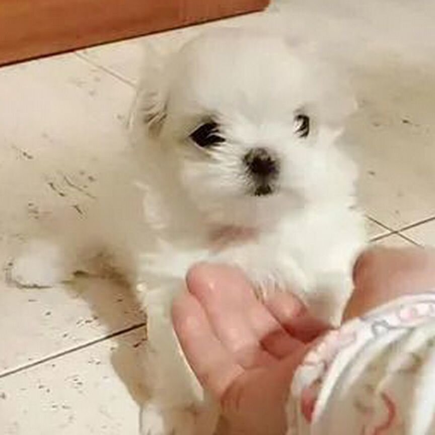 Девочка мальтезе невероятной красоты