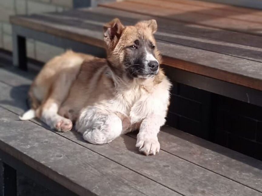 Щенок в добрые руки бесплатно