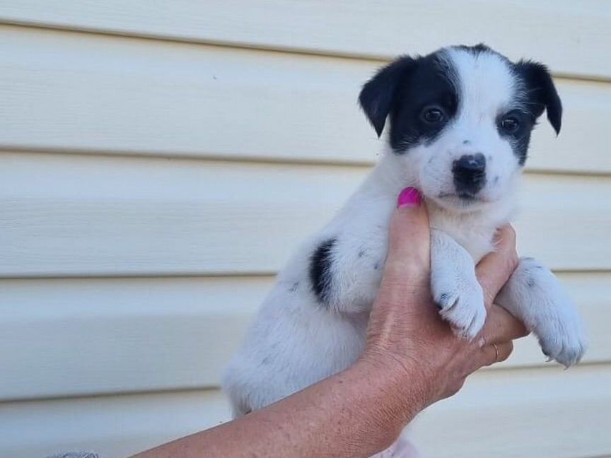 Собака в добрые руки отдам бесплатно