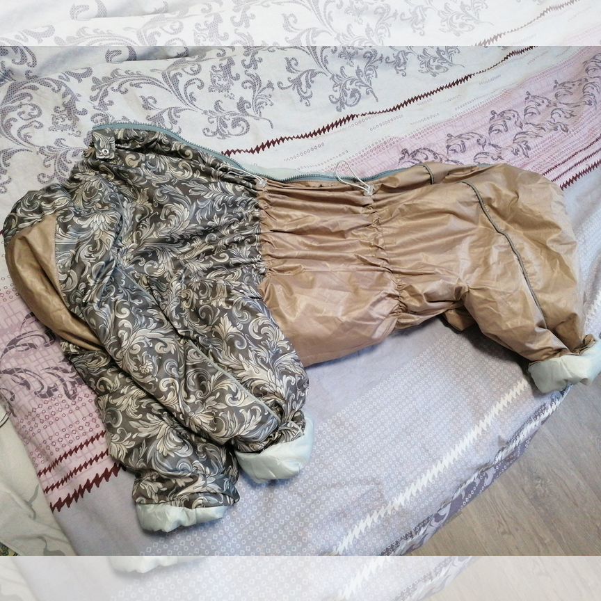 Немецкая овчарка, взрослая собака