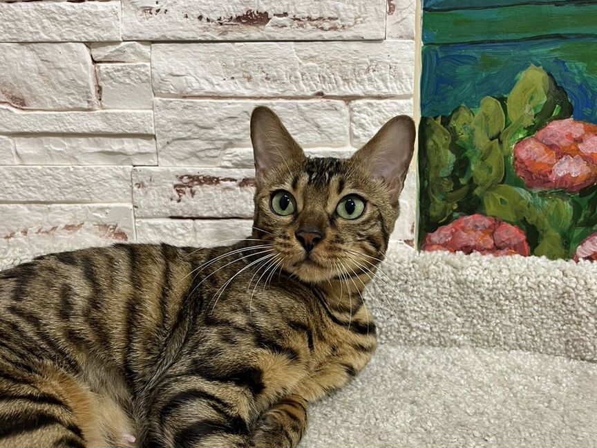 Бенгальская кошка