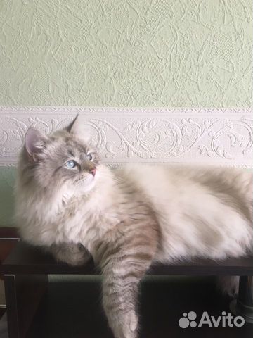 Вязка. Кот Невский маскарадный