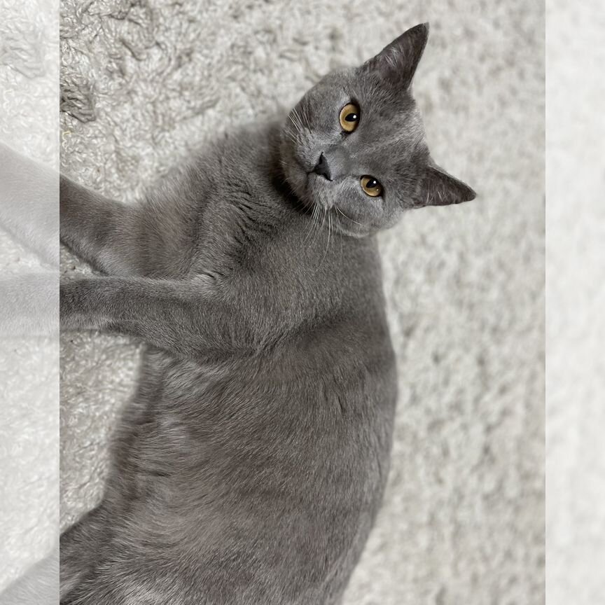 Британский короткошёрстный, взрослый кот